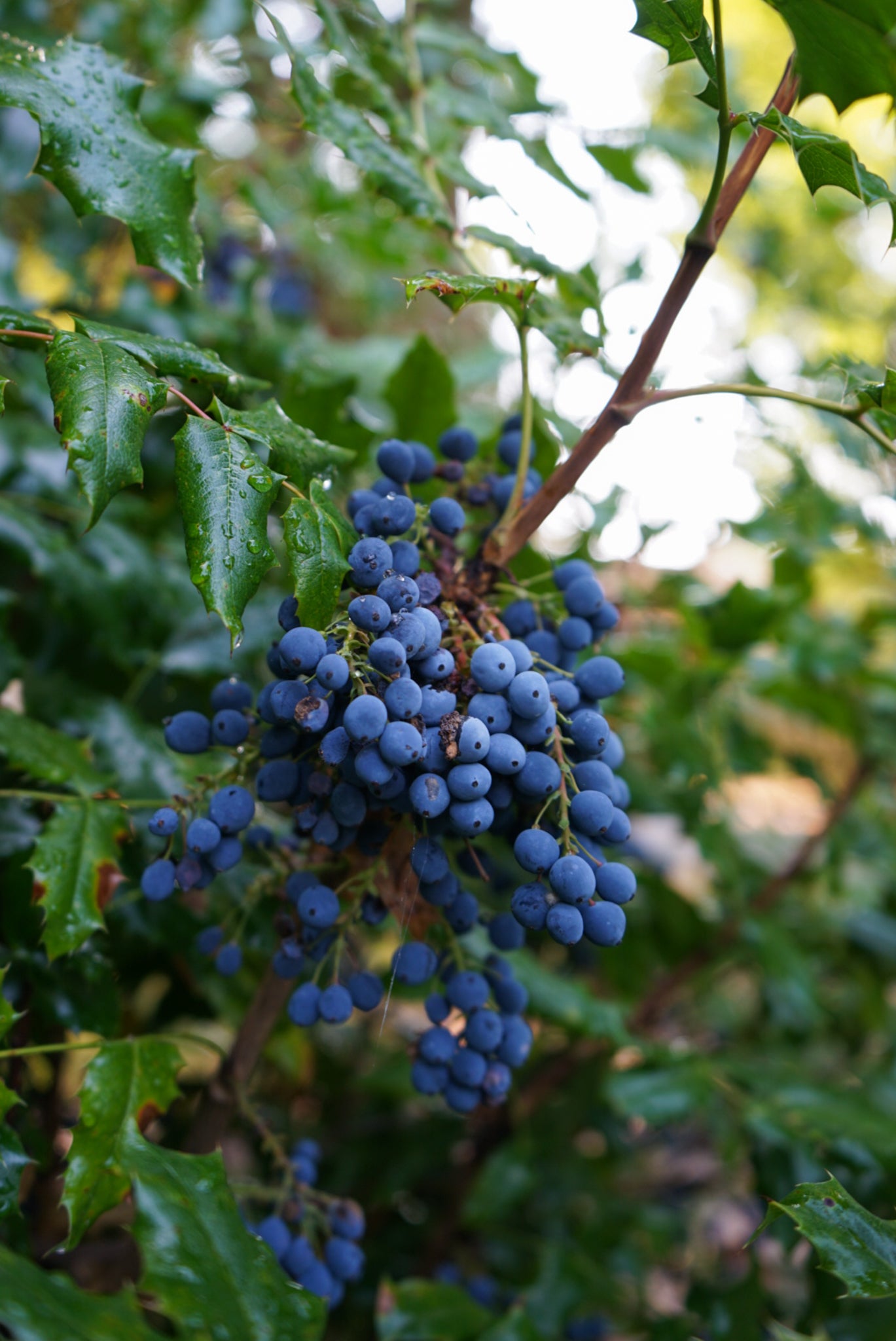 Oregon Grape - Medicine – Naturasophia